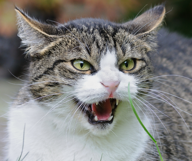 De lichaamstaal van je kat begrijpen | Pawshake Blog